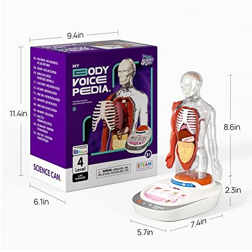 Science Can Human Body Model for Kids, Interactive Human Anatomy ...