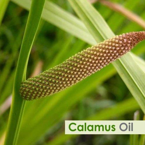 Calamus Oil (Acorus Calamus) Therapeutic Essential Oil by Salvia Amber ...