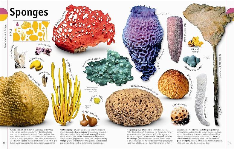 El libro de los animales: una enciclopedia visual de la vida en la Tierra (DK Our World in ...