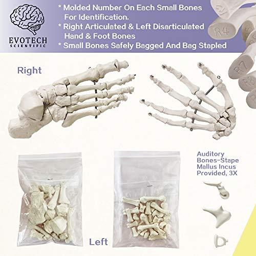 Medical Bone Structure Model 67" Human Skeleton Model - 200+ Bones With ...